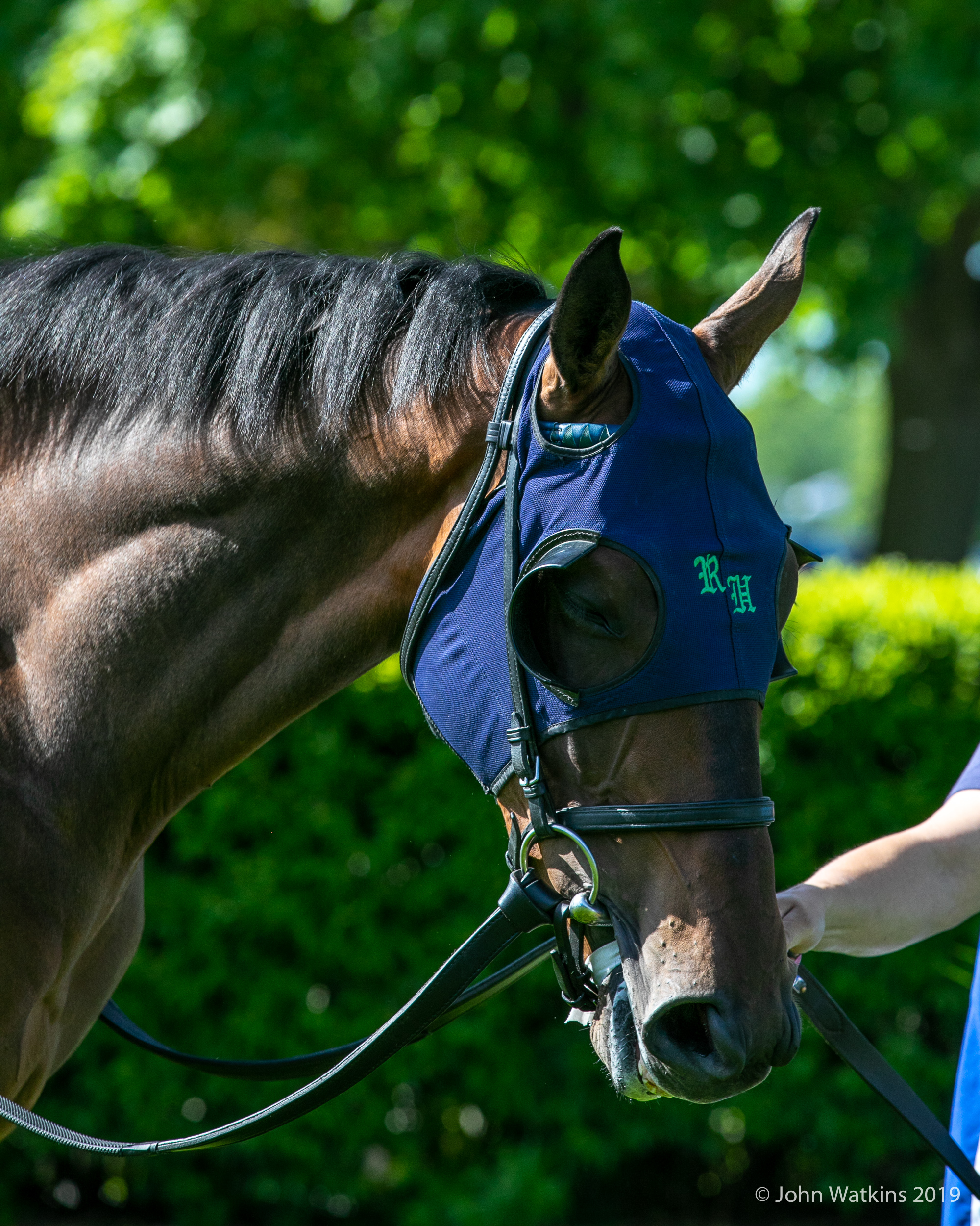 Bet Now – Horse Racing | Ontario Racing - Ontario Racing