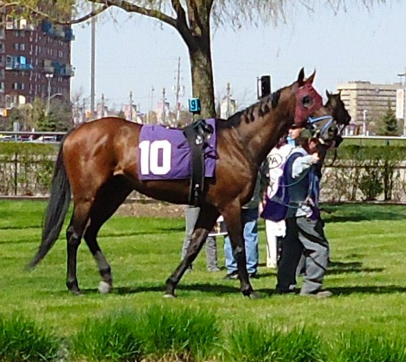 Ontario Racing Stallion Spotlight: Turfiste - Ontario Racing