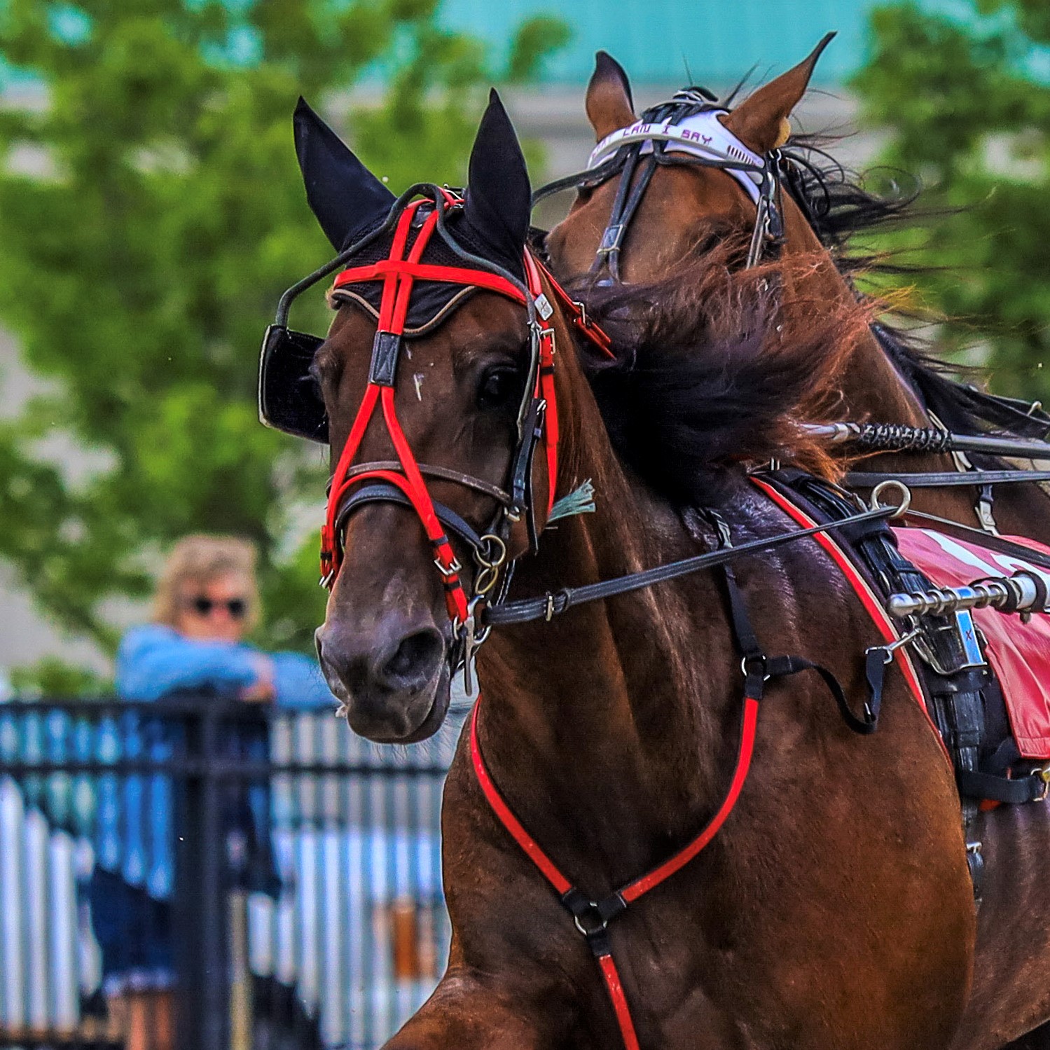 Bet Now – Horse Racing | Ontario Racing - Ontario Racing