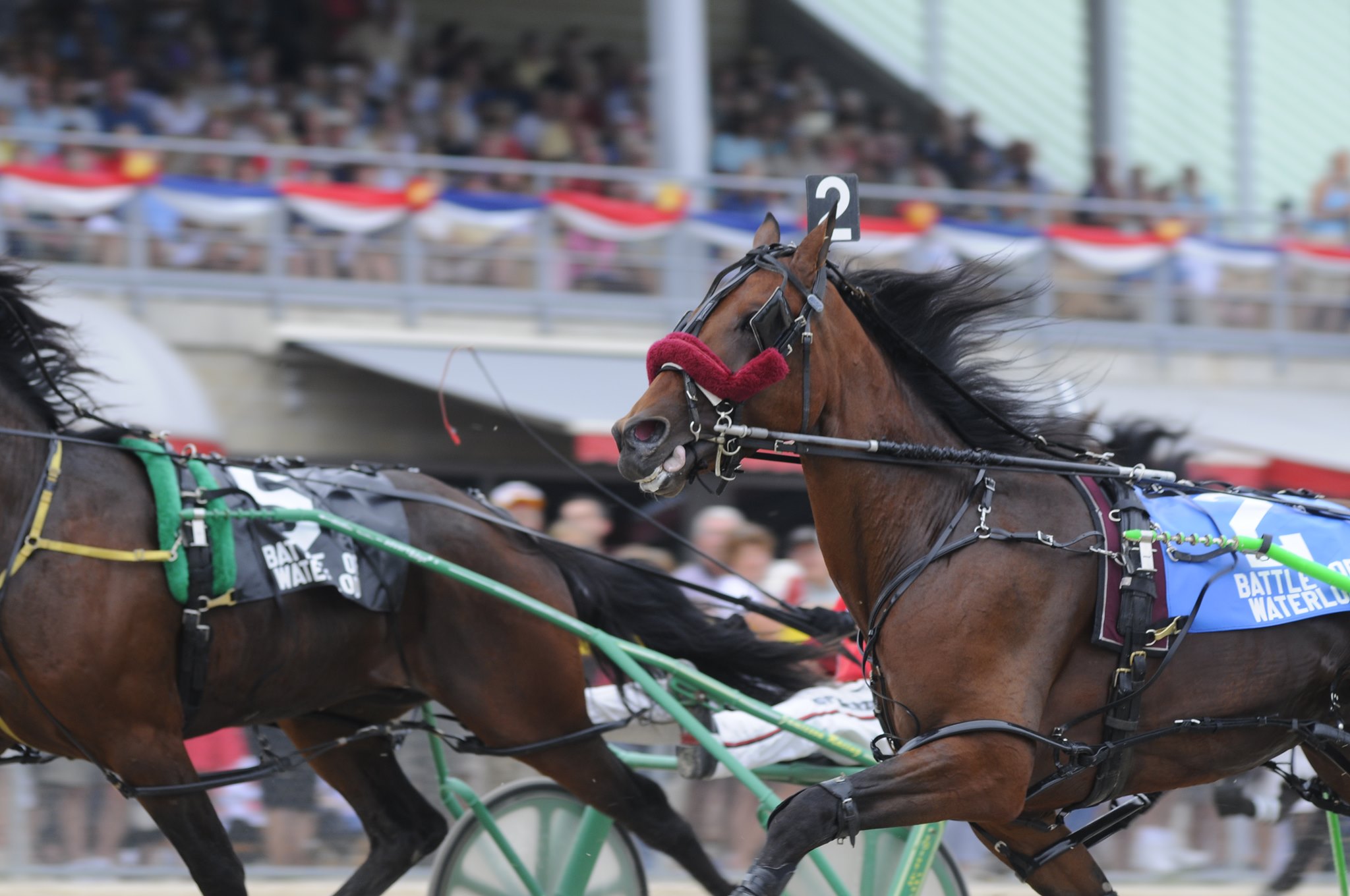 Bet Now – Horse Racing | Ontario Racing - Ontario Racing