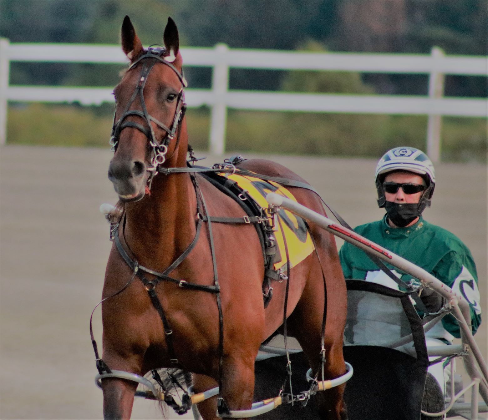 Bet Now – Horse Racing | Ontario Racing - Ontario Racing