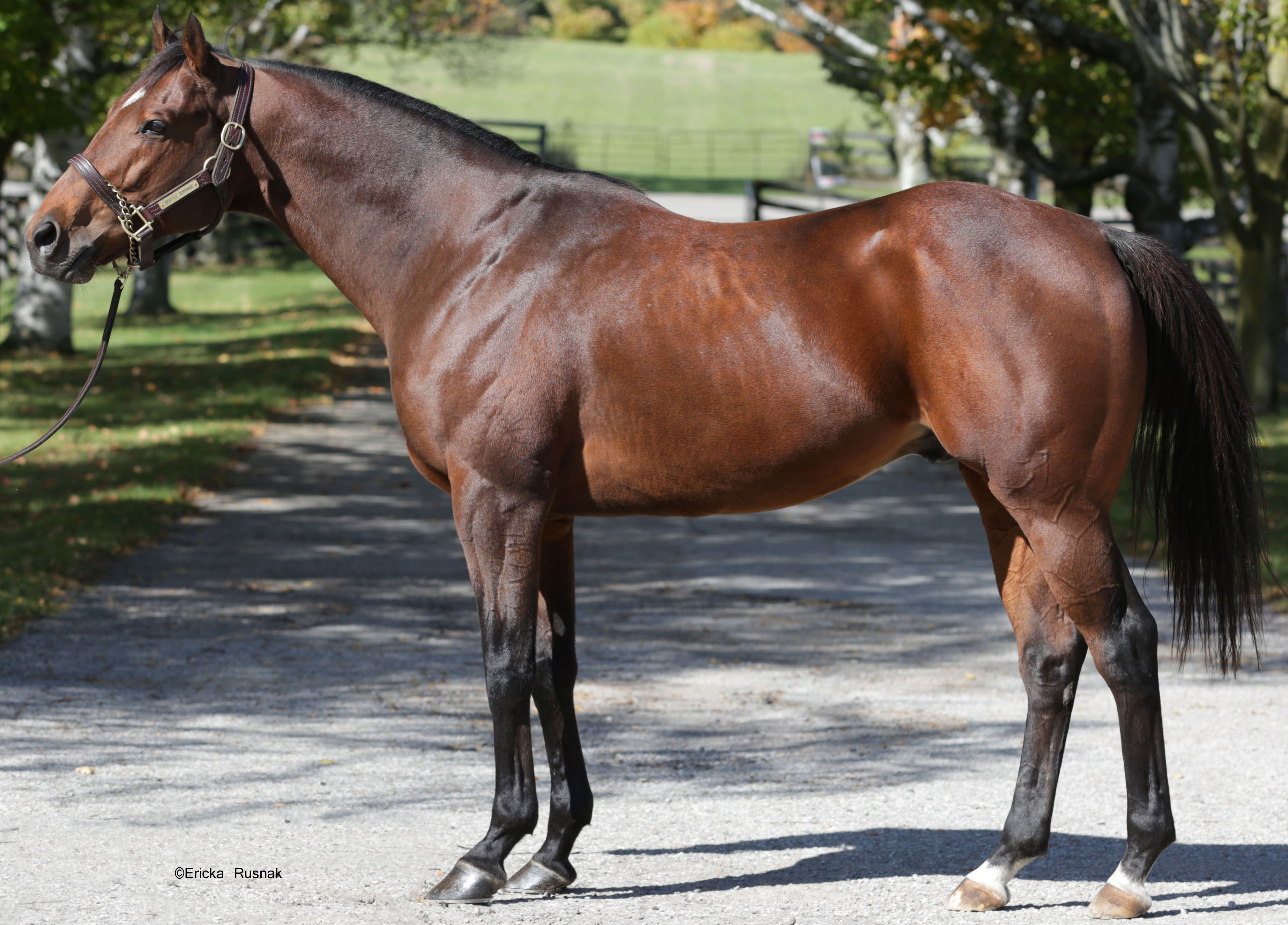 Ontario Stallion Spotlight: Seattle Serenade - Ontario Racing