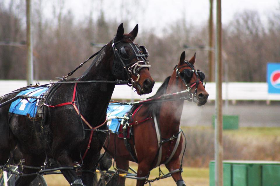 Bet Now – Horse Racing | Ontario Racing - Ontario Racing