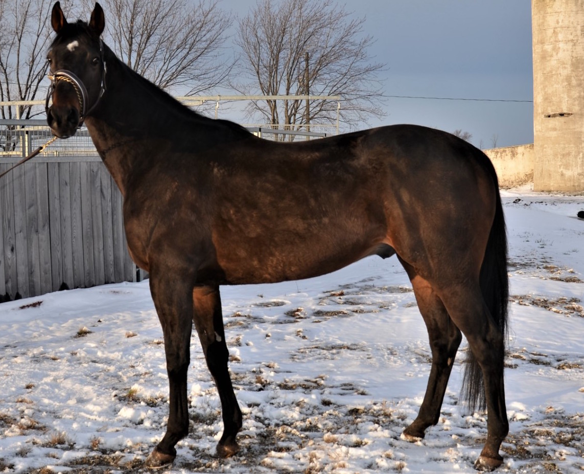 Ontario Racing Stallion Spotlight: Tweet Kitten - Ontario Racing