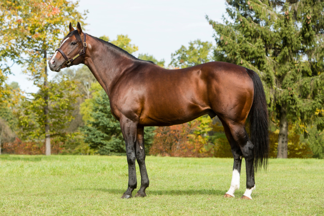 Ontario Racing Stallion Spotlight: Society's Chairman - Ontario Racing