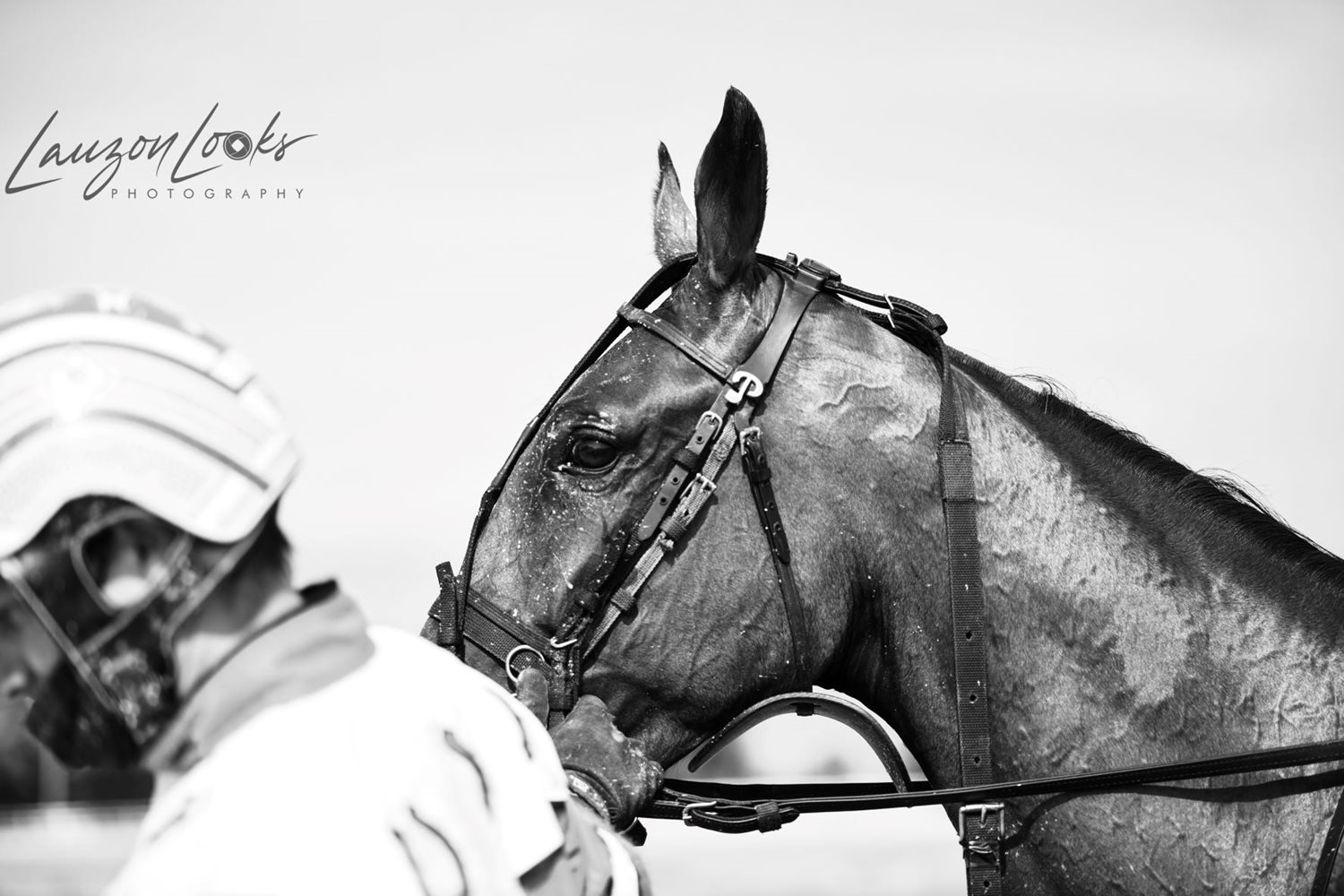 Bet Now – Horse Racing | Ontario Racing - Ontario Racing