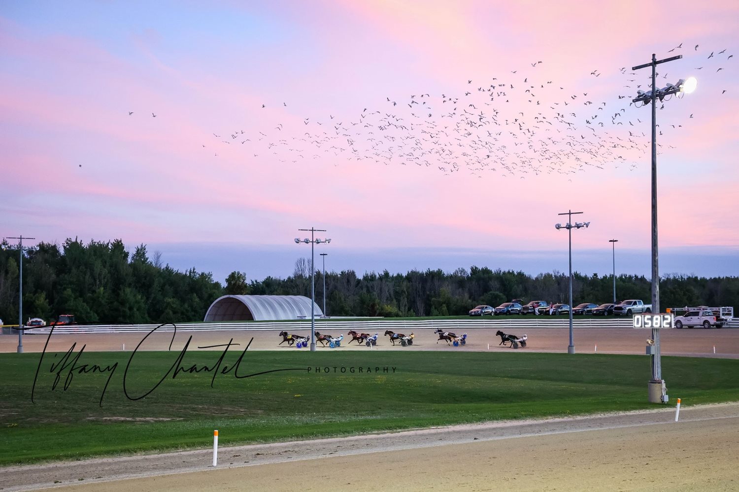 Bet Now – Horse Racing | Ontario Racing - Ontario Racing