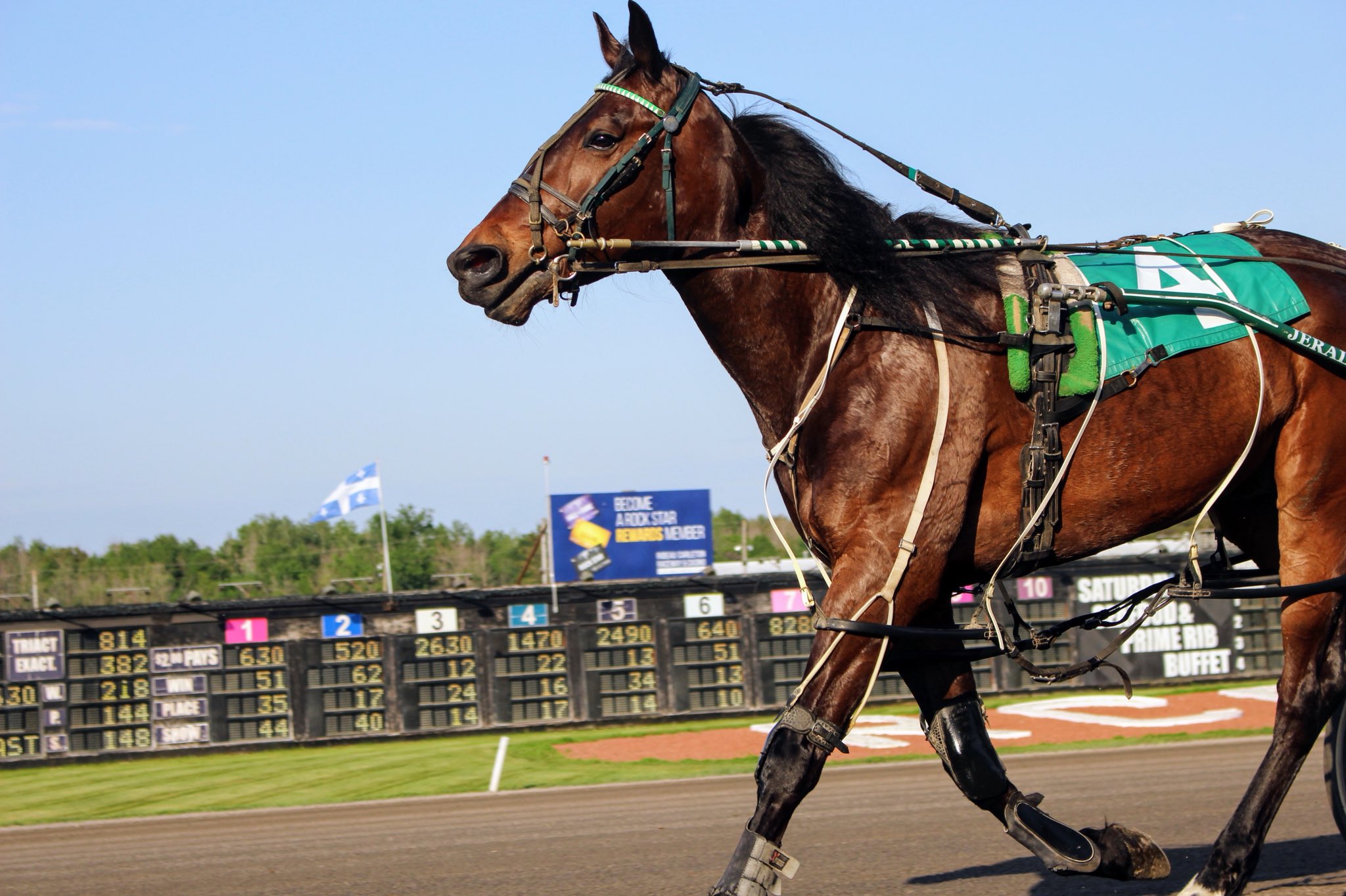 Bet Now – Horse Racing | Ontario Racing - Ontario Racing