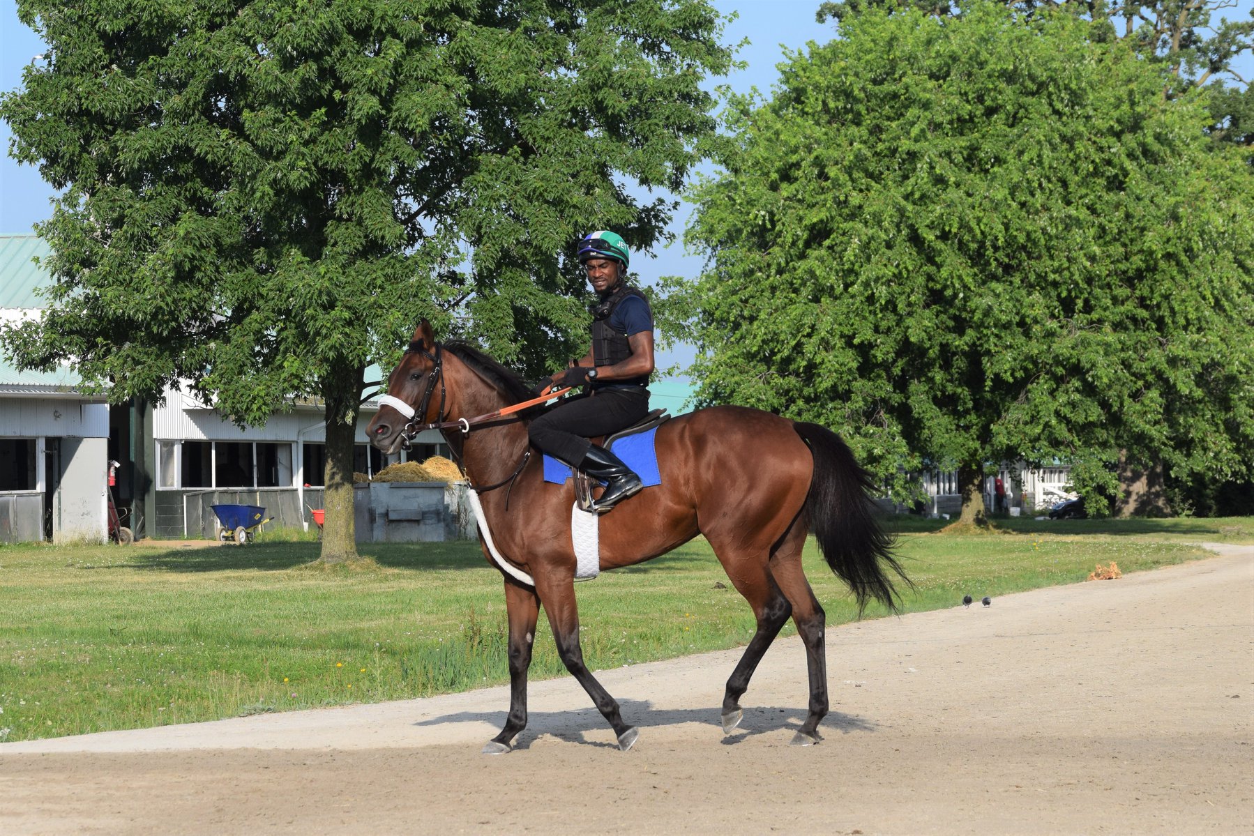 Bet Now – Horse Racing | Ontario Racing - Ontario Racing