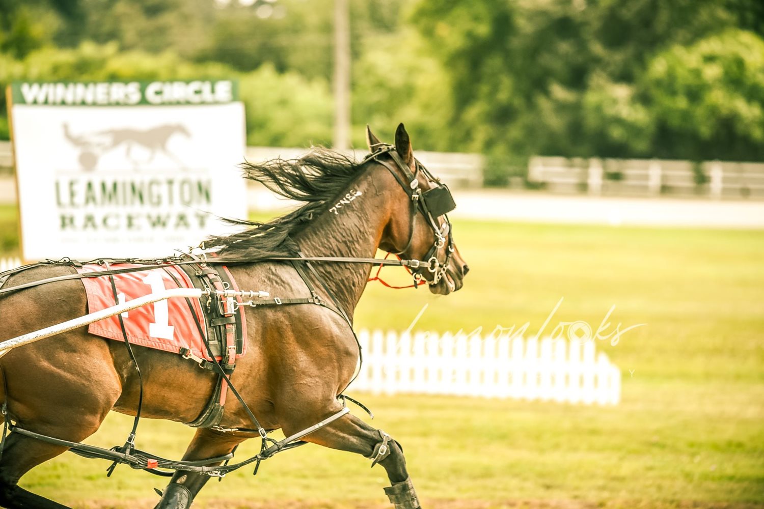 Bet Now – Horse Racing | Ontario Racing - Ontario Racing