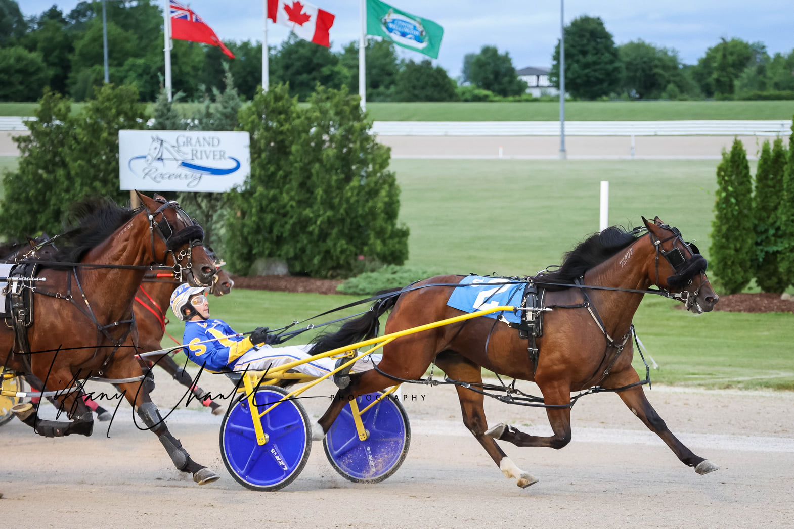 Bet Now – Horse Racing | Ontario Racing - Ontario Racing
