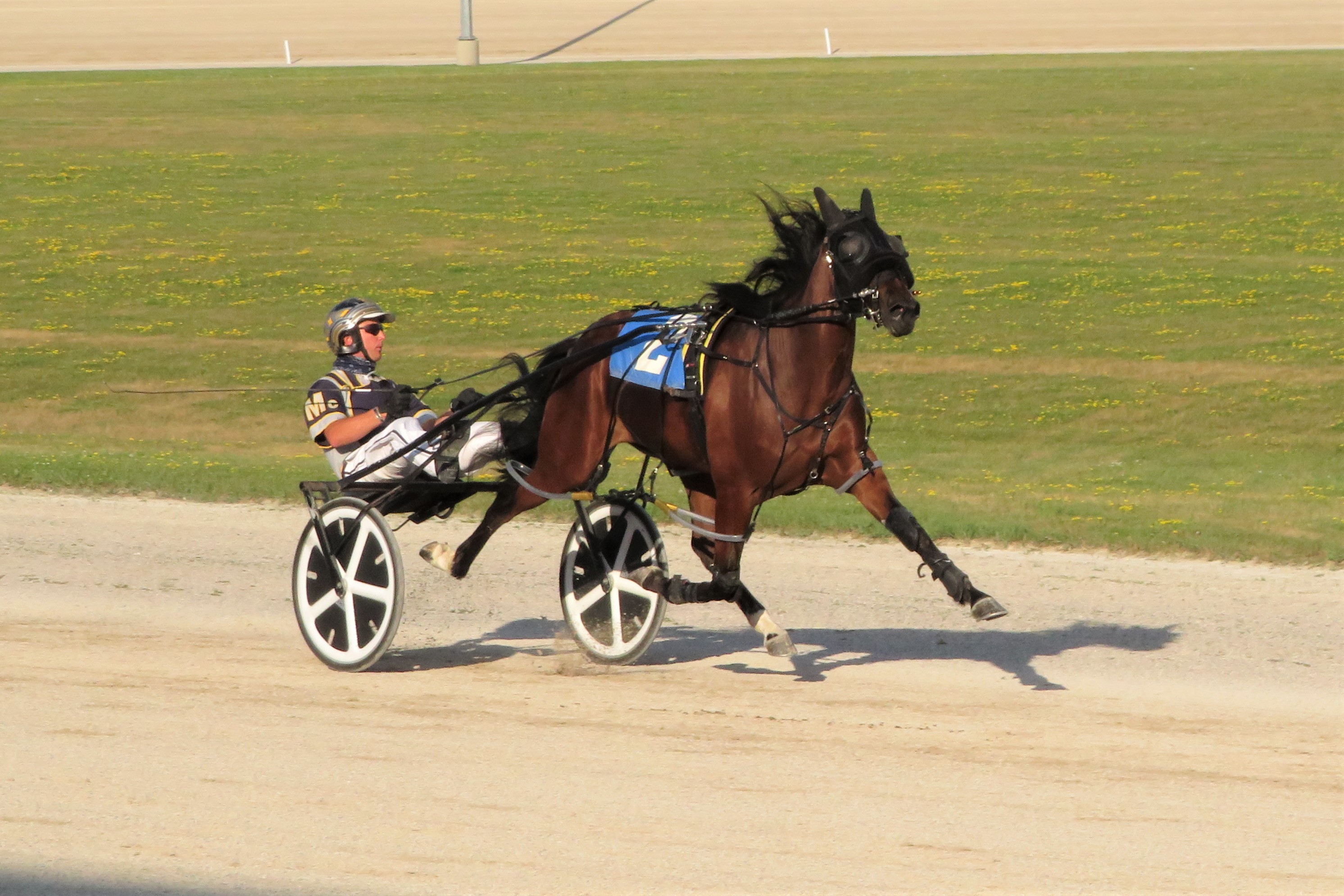Top fillies sharp in Grassroots at Grand River Raceway - Ontario Racing
