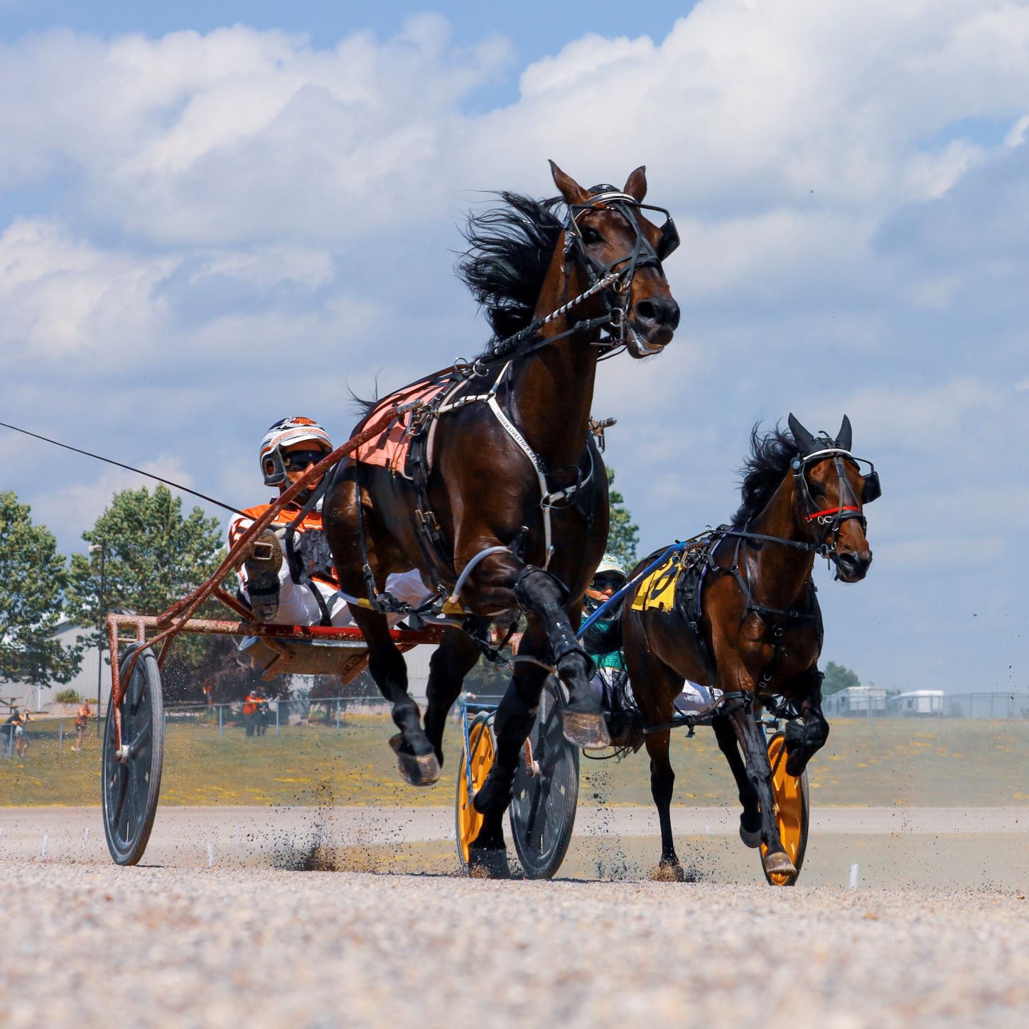 Bet Now – Horse Racing | Ontario Racing - Ontario Racing