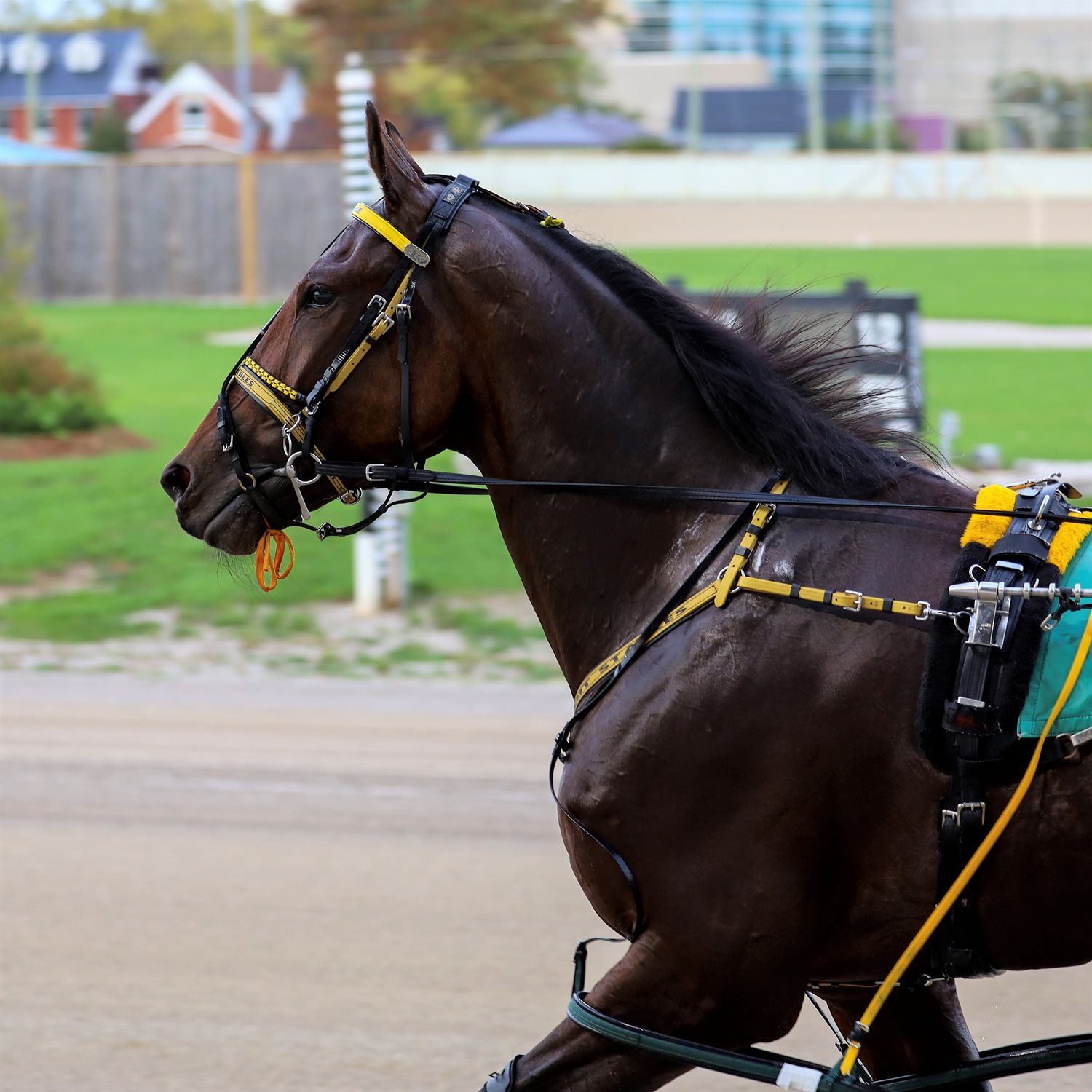 Bet Now – Horse Racing | Ontario Racing - Ontario Racing