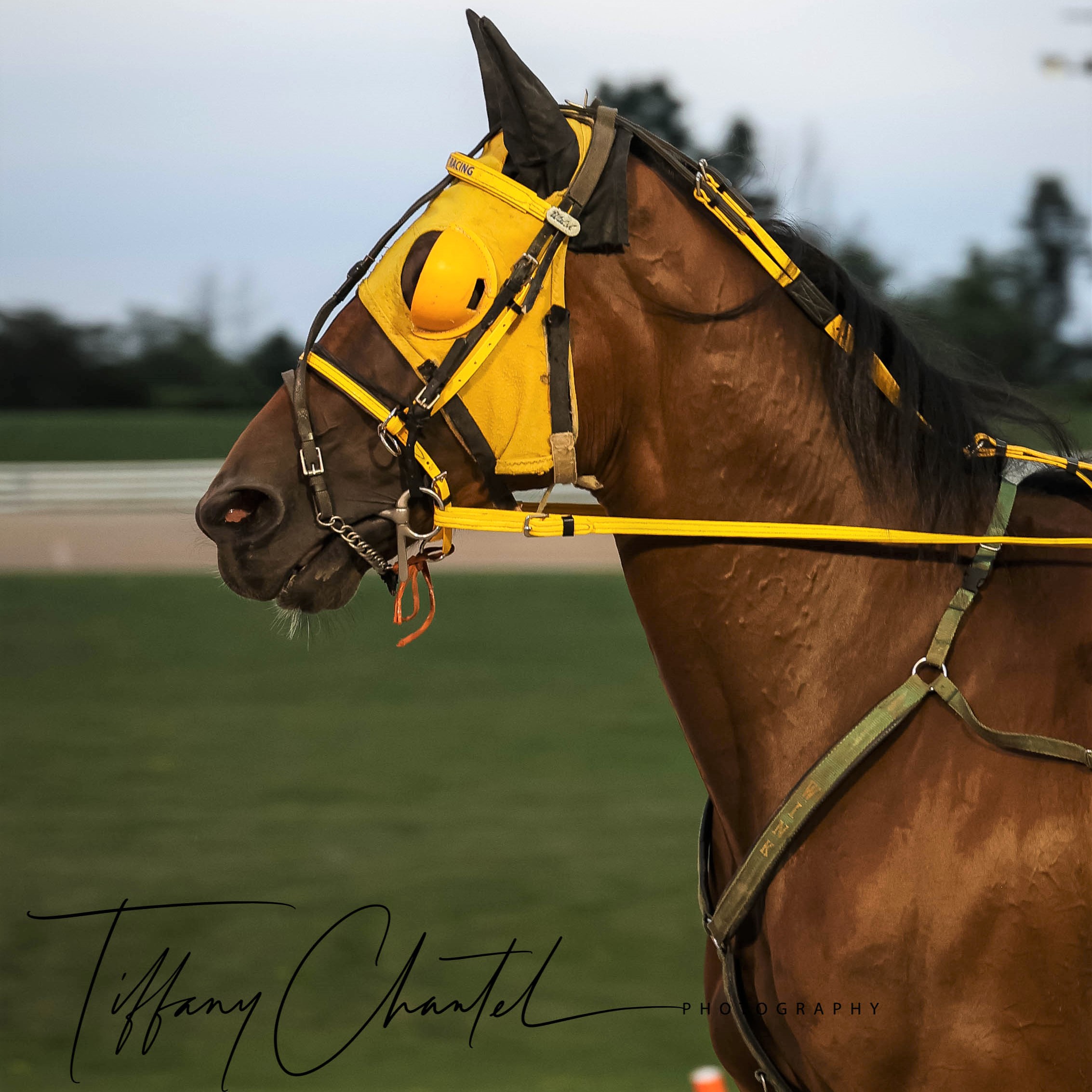 Bet Now – Horse Racing | Ontario Racing - Ontario Racing