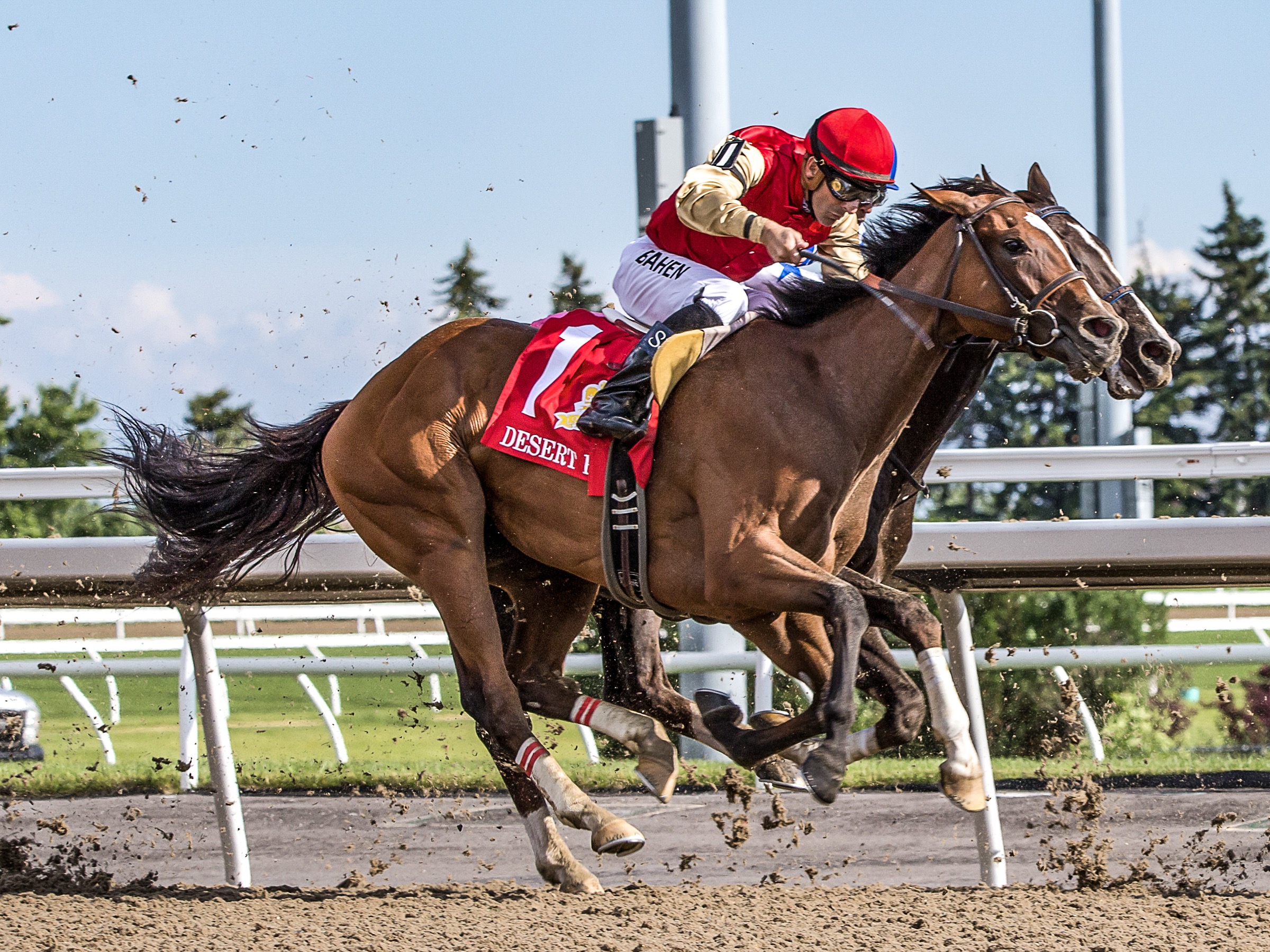 Bet Now – Horse Racing | Ontario Racing - Ontario Racing