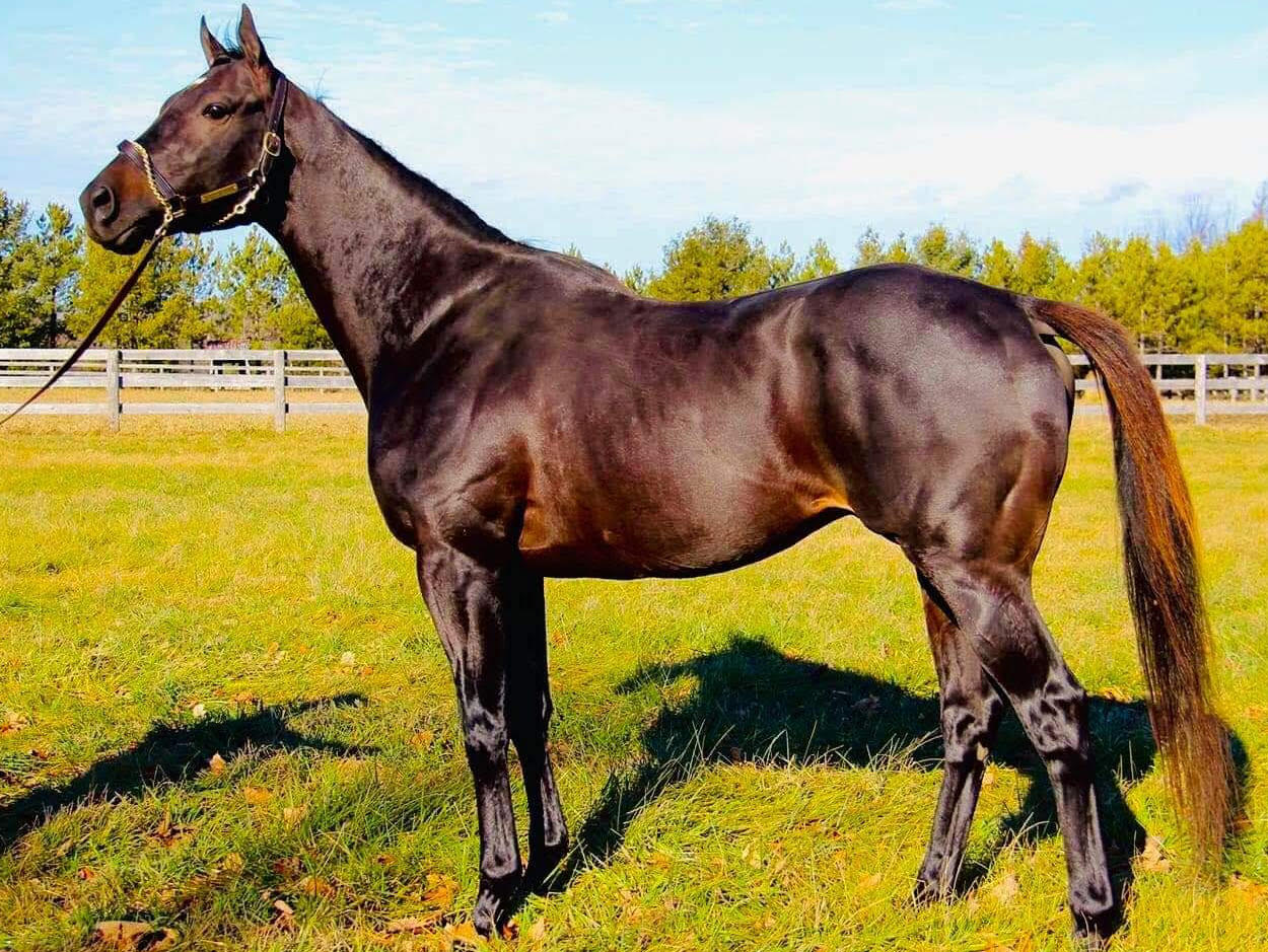 Ontario Racing Stallion Spotlight: Sir Dudley Digges - Ontario Racing
