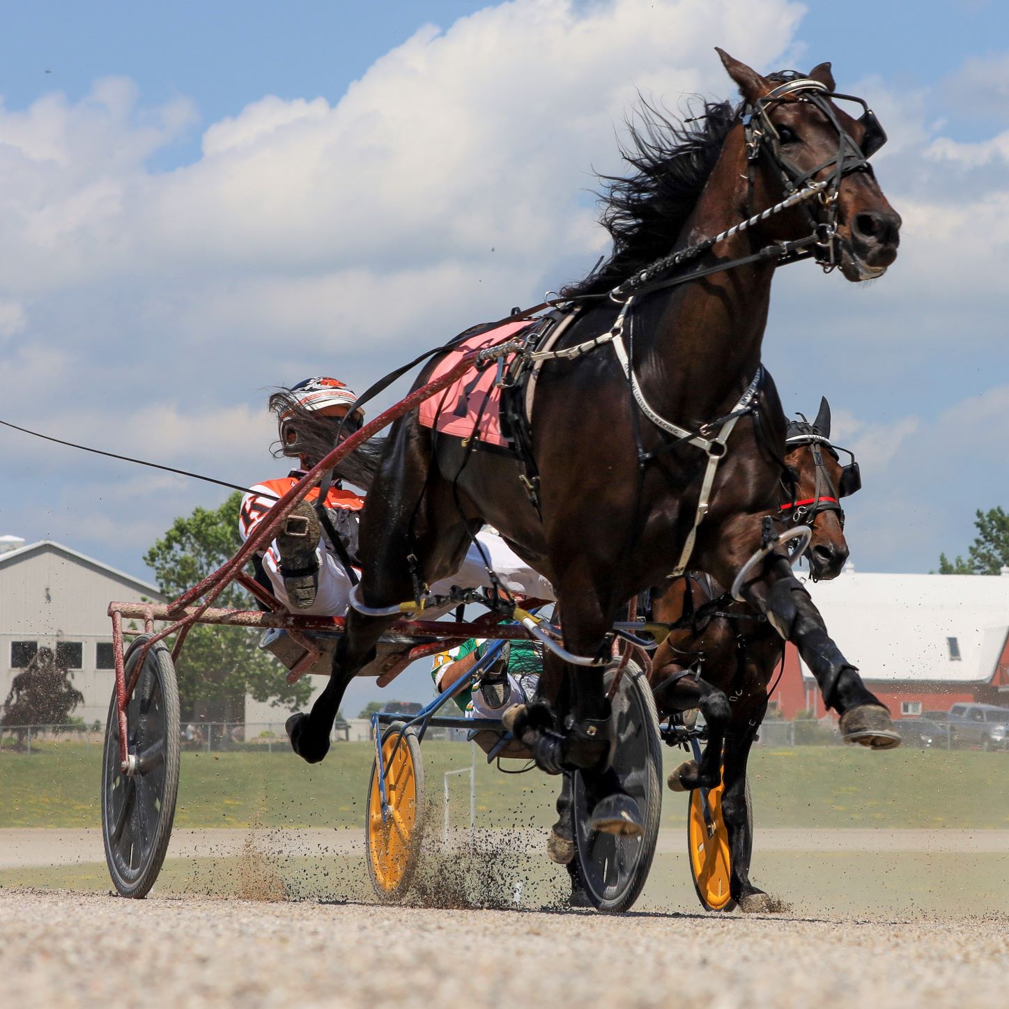 Bet Now – Horse Racing | Ontario Racing - Ontario Racing