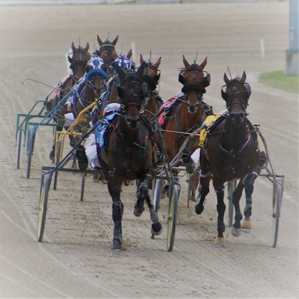 Bet Now – Horse Racing | Ontario Racing - Ontario Racing