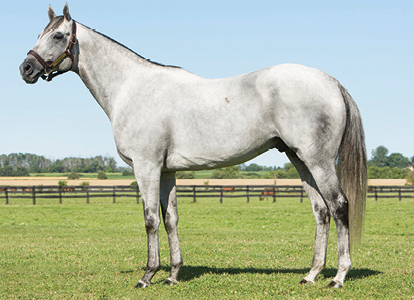 Ontario Stallion Spotlight: Big Screen - Ontario Racing