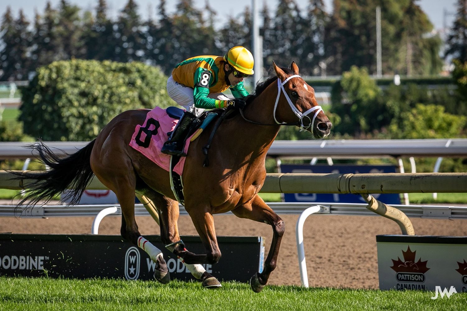 Bet Now – Horse Racing | Ontario Racing - Ontario Racing