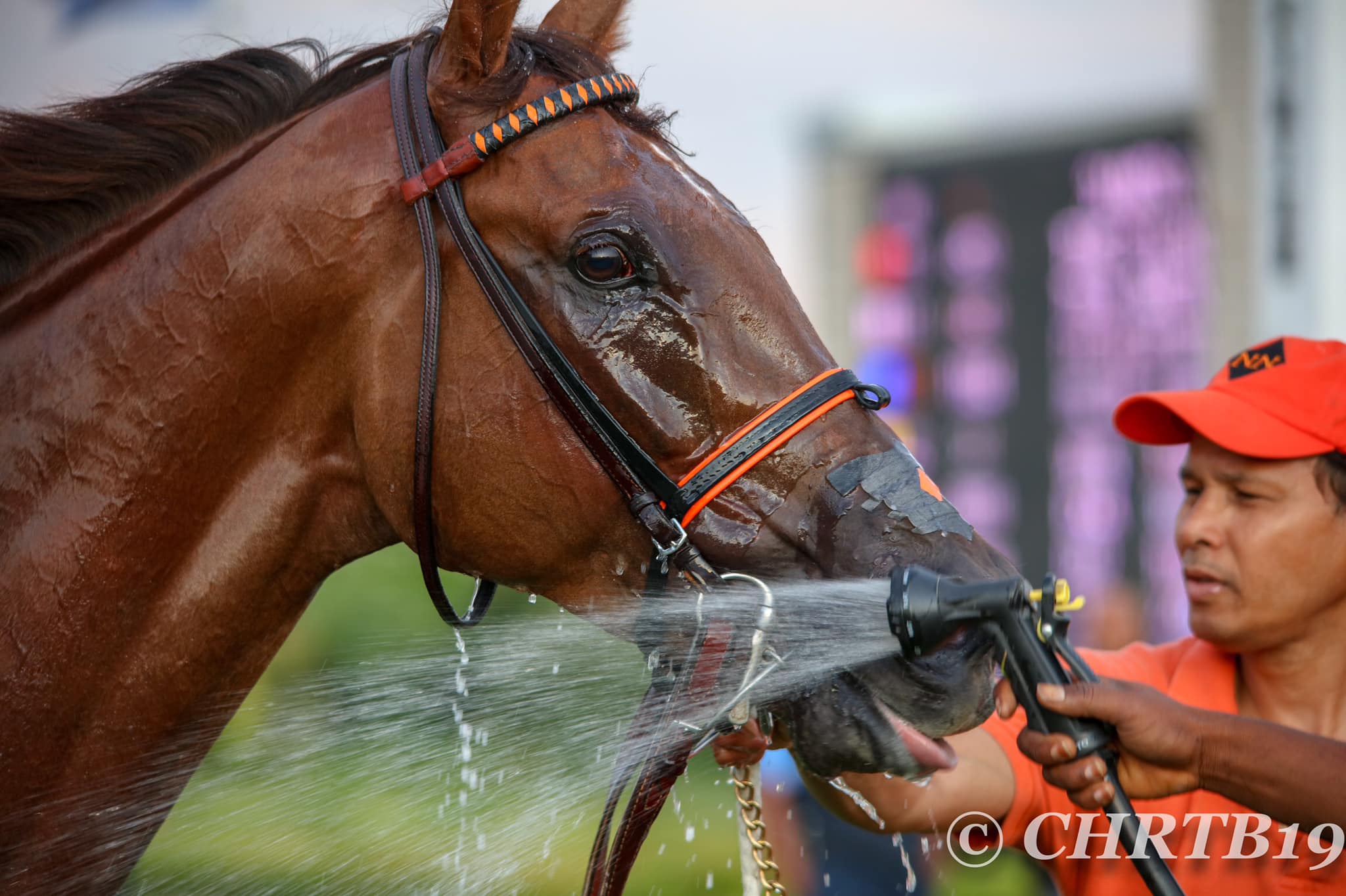 Bet Now – Horse Racing | Ontario Racing - Ontario Racing