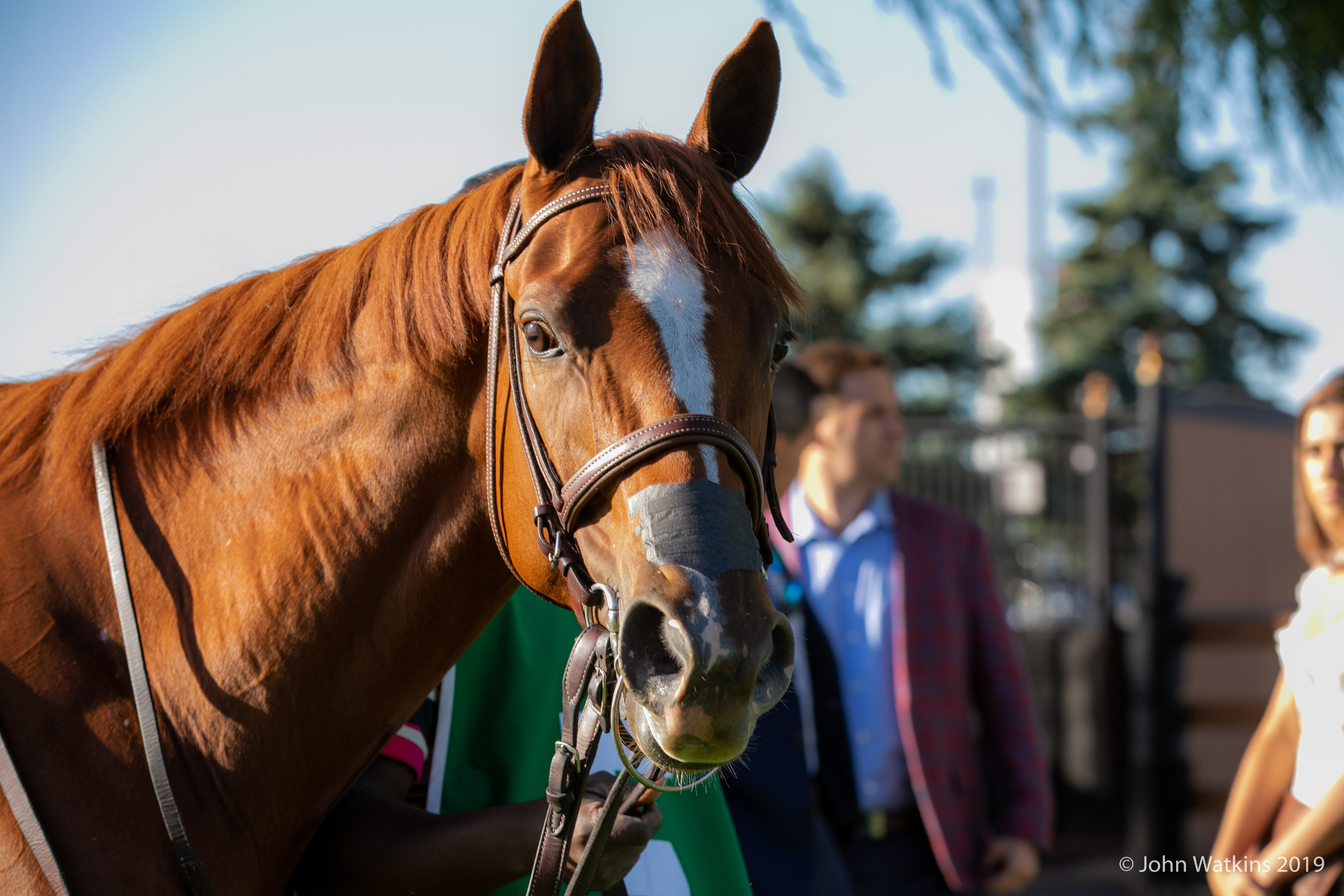 Bet Now – Horse Racing | Ontario Racing - Ontario Racing